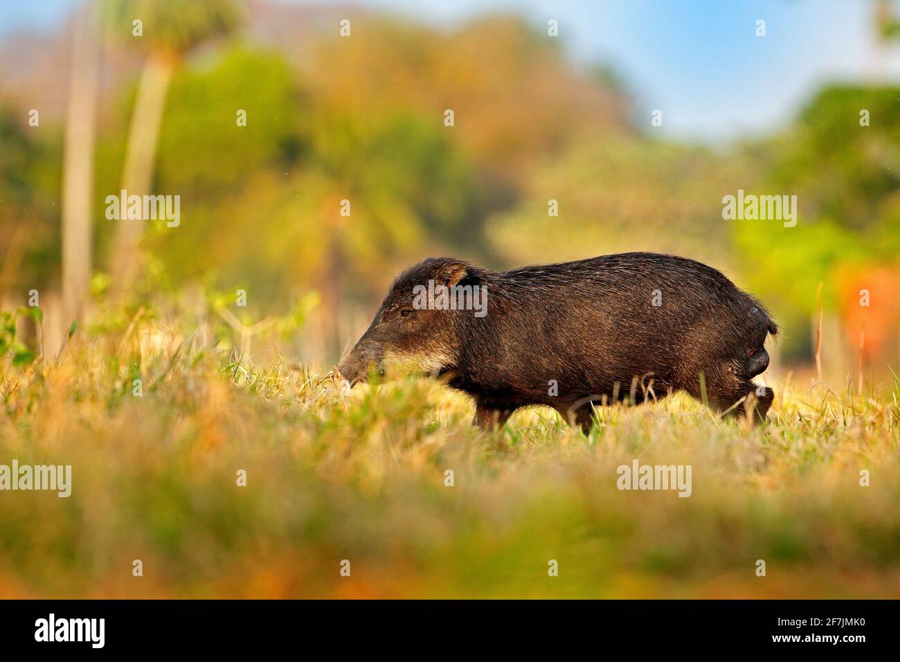 Wild pig, white-lipped peccary, Tayassu pecari, exotic animal running ...