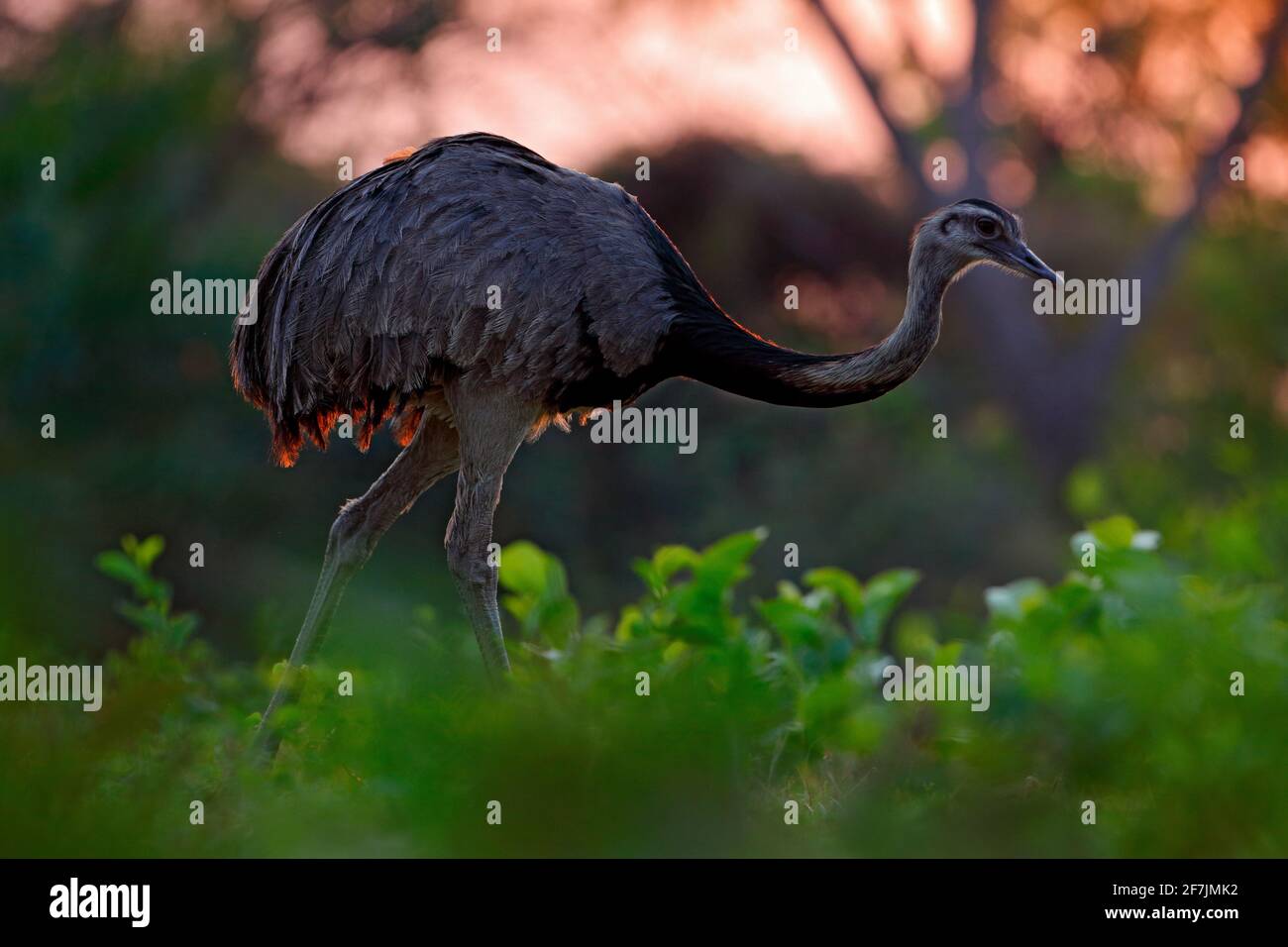 Greater Rhea, Rhea americana, big bird with fluffy feathers, animal in ...