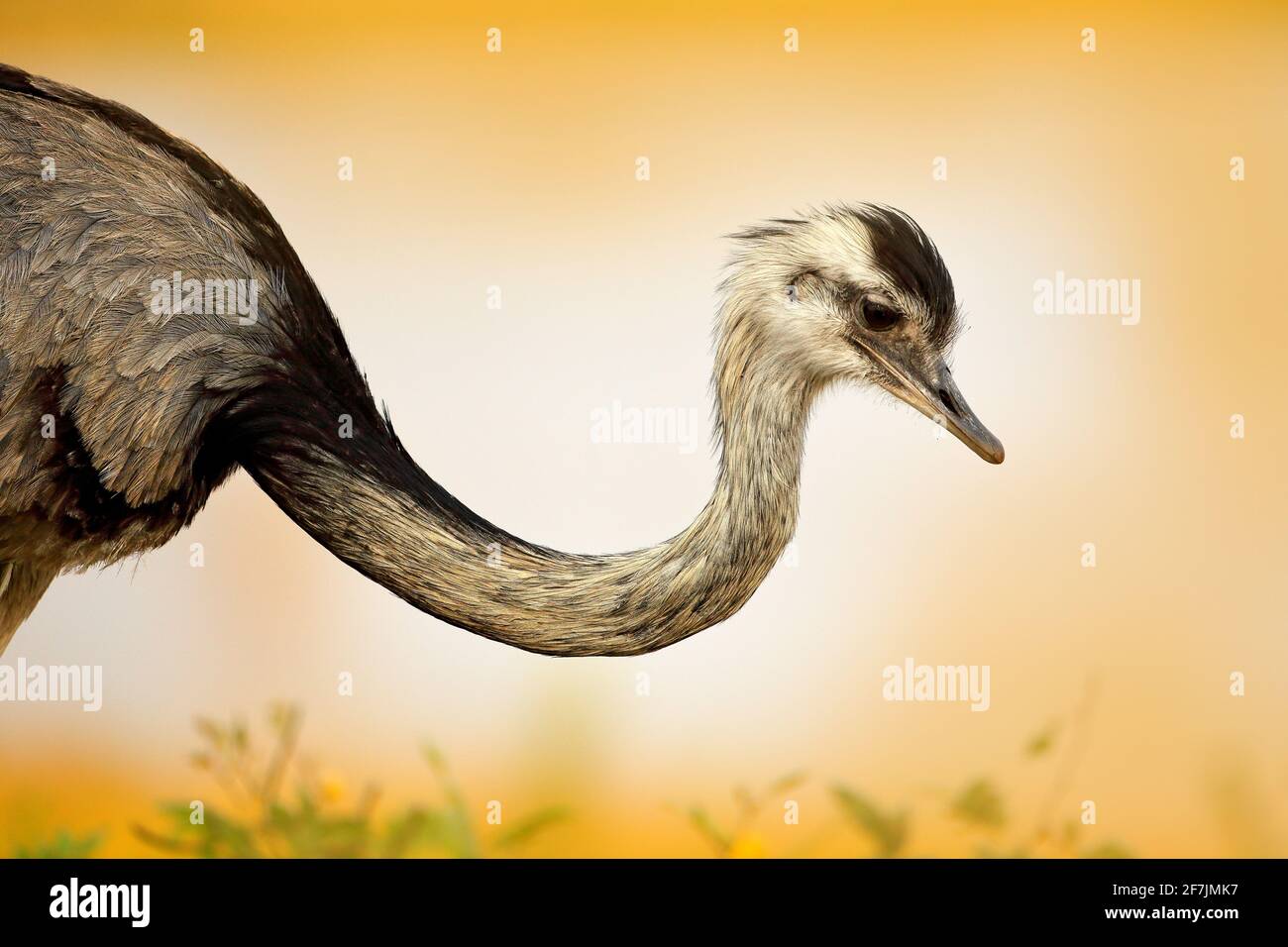Greater Rhea, Rhea americana, big bird with fluffy feathers, animal in ...