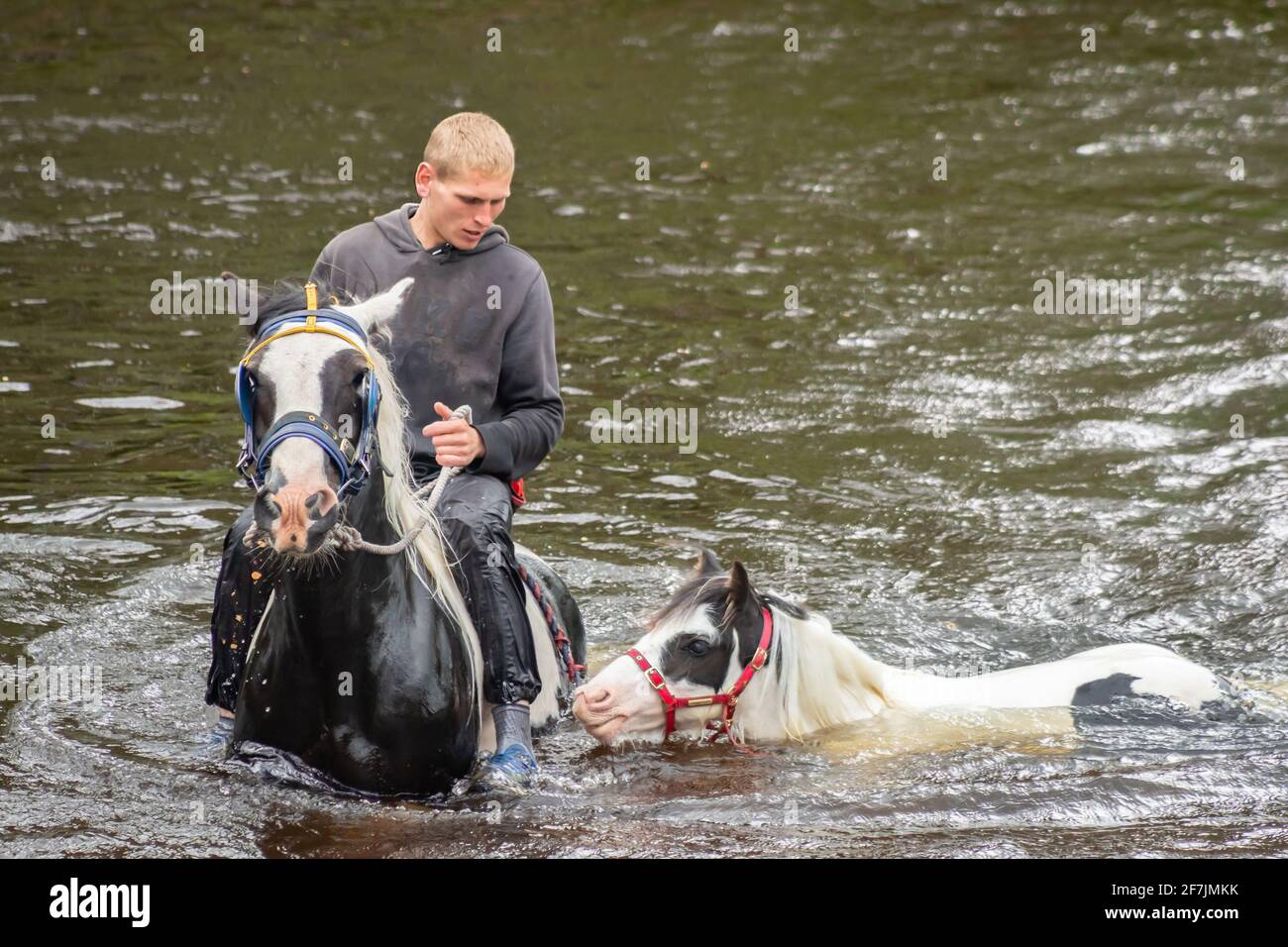 young gypsy traveller man on horse in river at Appleby Horse fair ...