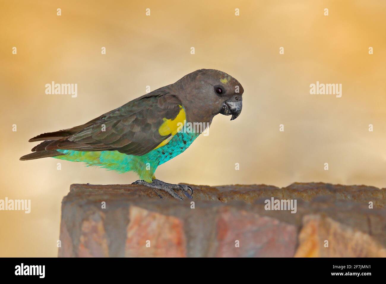 Meyer's parrot, Poicephalus meyeri, green and grey exotic bird sitting ...
