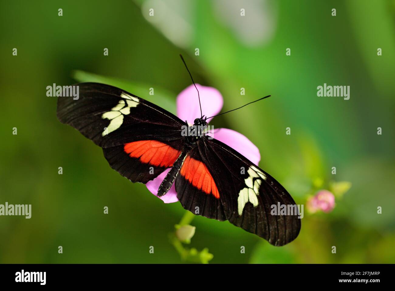 Butterfly Montane Longwing, Heliconius clysonymus, in nature habitat. Nice insect from Costa ...