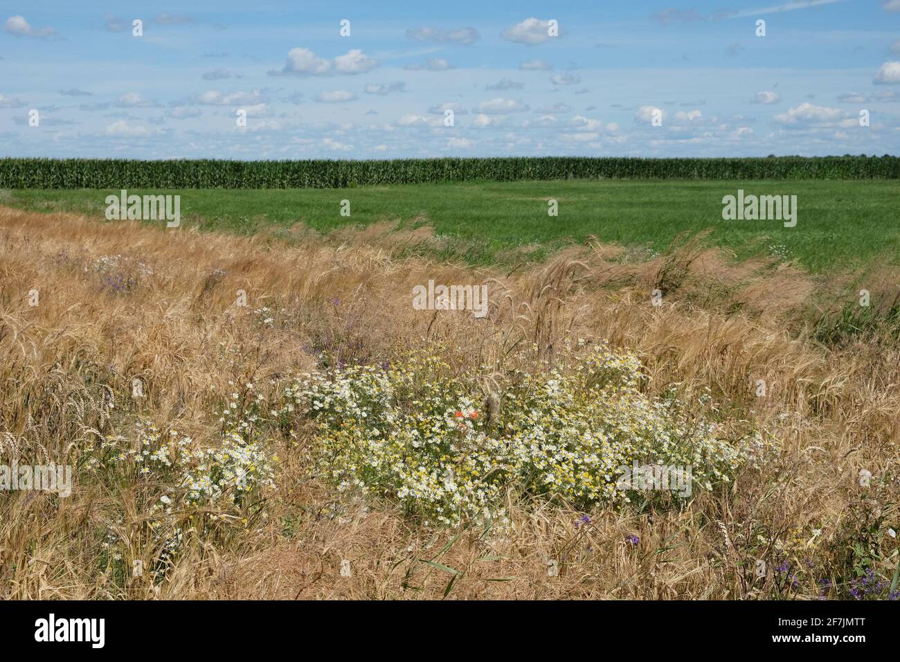 Picturesque Ukrainian steppe on a sunny summer day. Diverse steppe ...