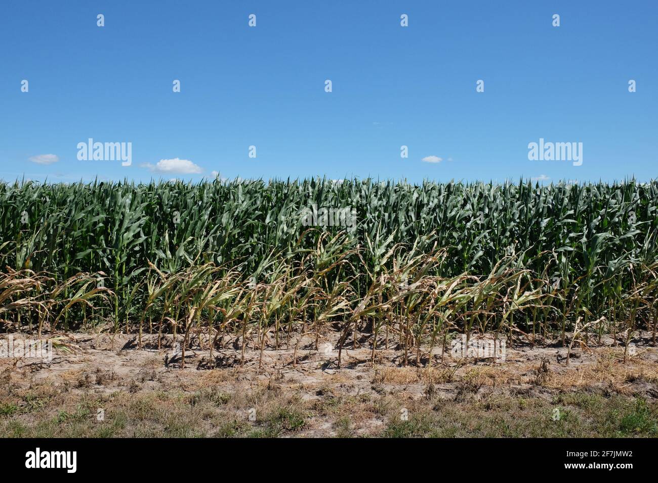 Corn plantation under a clear blue sky on a sunny day. Agricultural ...