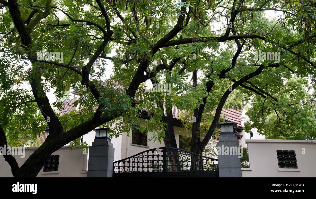 Green trees and old house in Wukang Road of Shanghai city Stock Photo ...