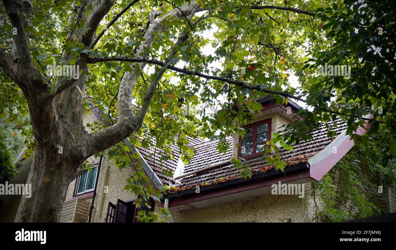 Green trees and old house in Wukang Road of Shanghai city Stock Photo ...