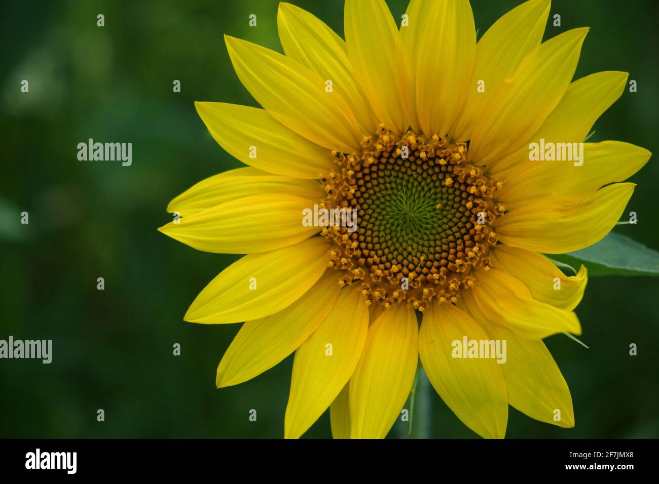 Single sunflower flower on a blurred background, close-up Stock Photo ...