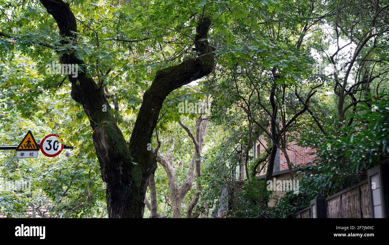 Green trees and old house in Wukang Road of Shanghai city Stock Photo ...