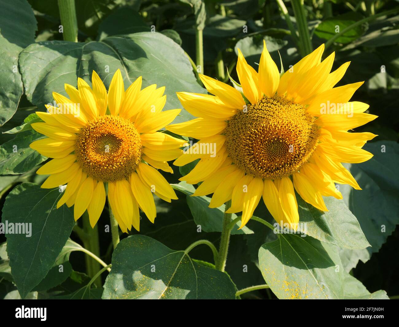 Two sunflowers hi-res stock photography and images - Alamy
