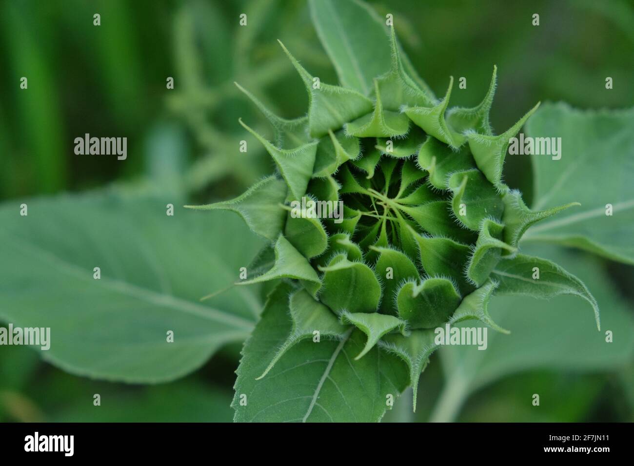 Young sunflower head close hi-res stock photography and images - Alamy