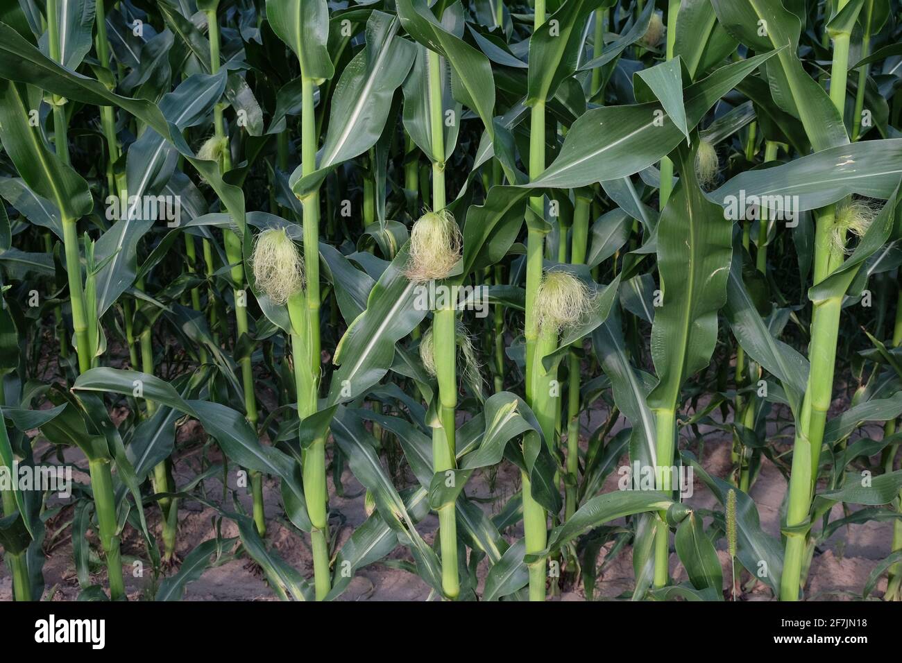 Corn cobs on stalks. Young agricultural plants in summer. Ripening ...