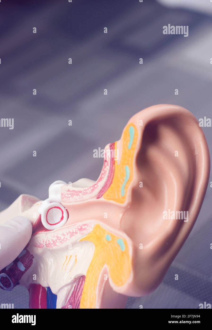 Hearing ear medical teaching model Stock Photo - Alamy