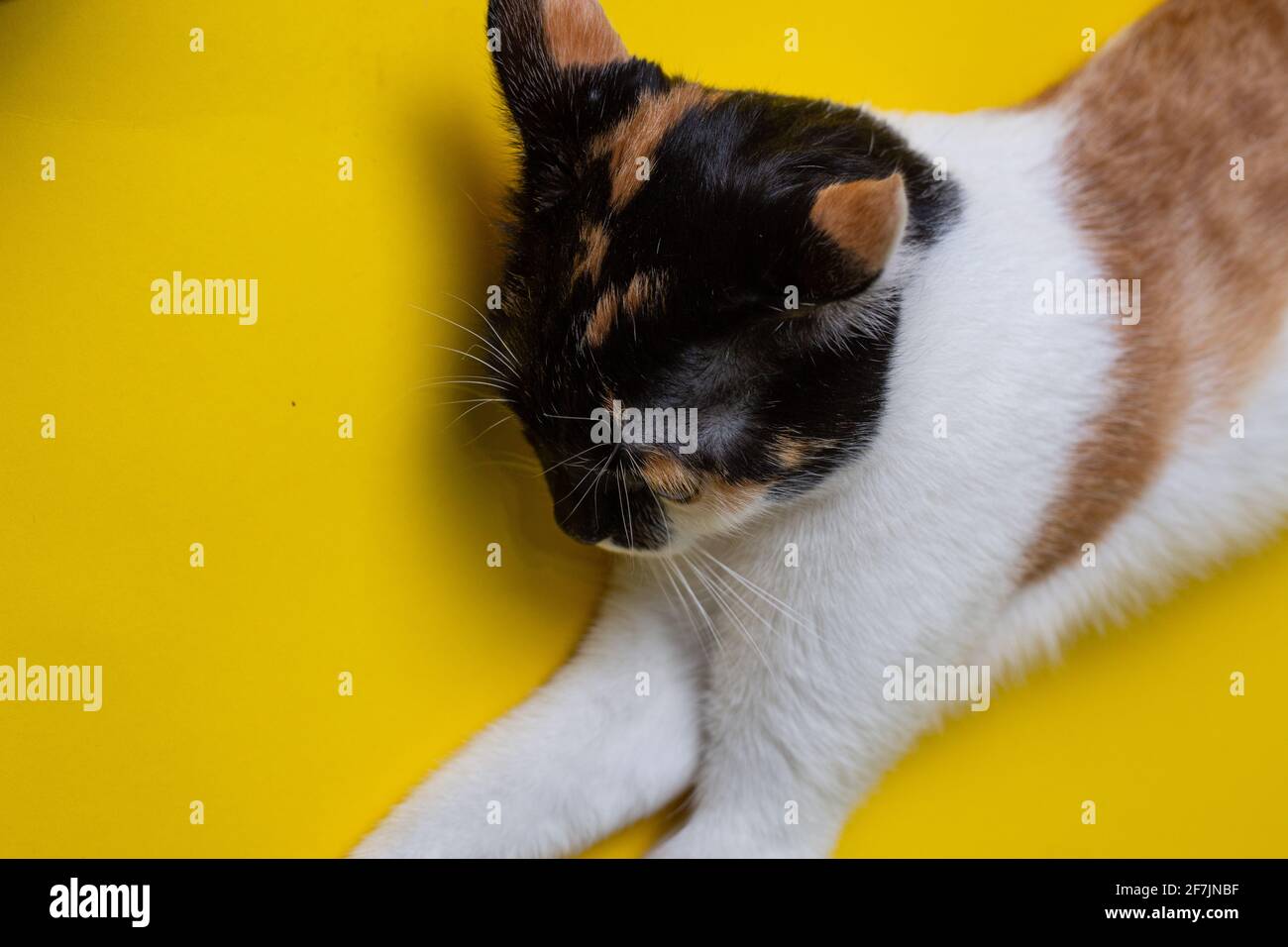 the cat is lying on a yellow background. multicolored cat top view ...