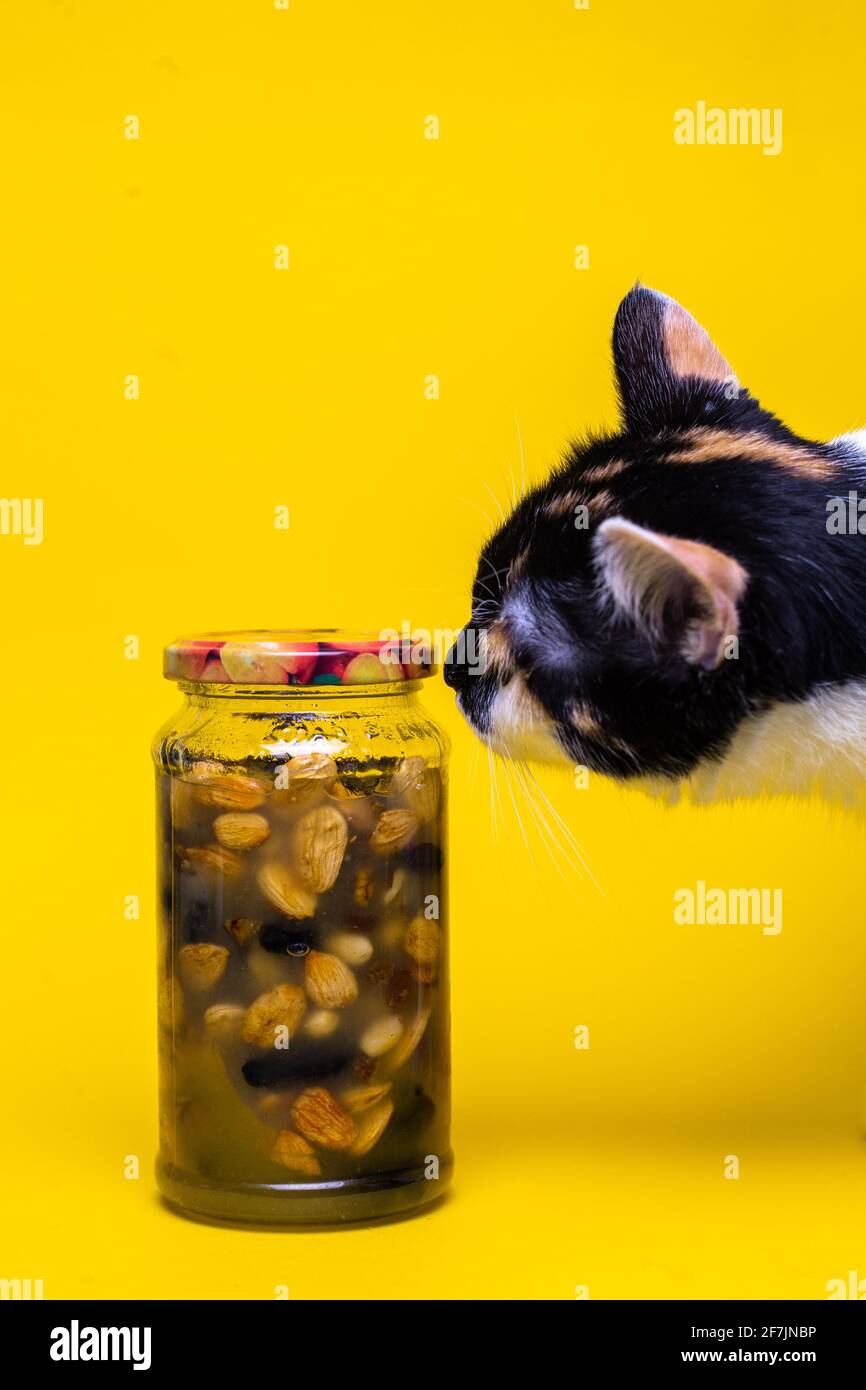 cat and jam jar on yellow background Stock Photo - Alamy