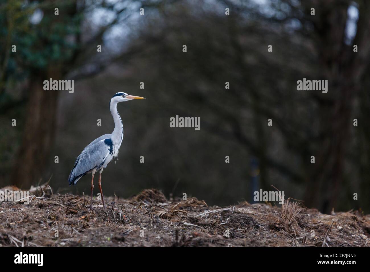 Grey Heron (Ardea cinerea) at Barn Hill Pond, Wembley Park Stock Photo ...