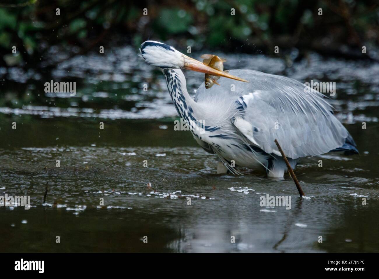 Grey Heron (Ardea cinerea) eating a caught fish in Barn Hill Pond ...