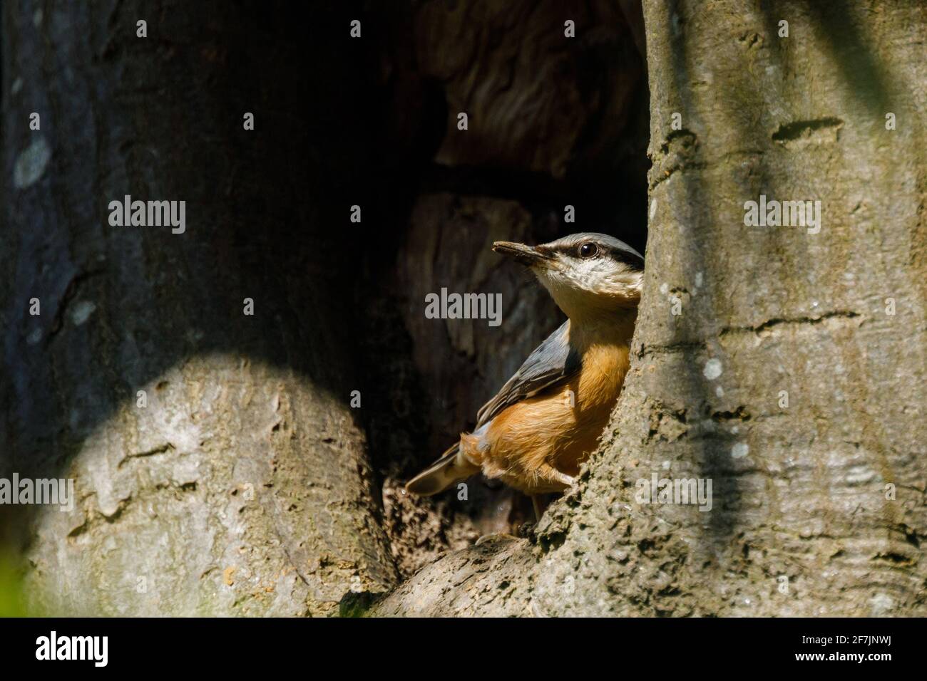 Eurasian nuthatch / wood nuthatch (Sitta europaea) brings food to its ...