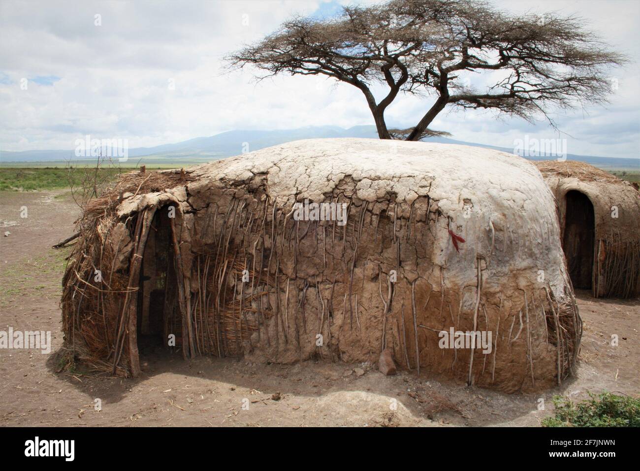Masai people and their huts in a village blending in with the nature in ...