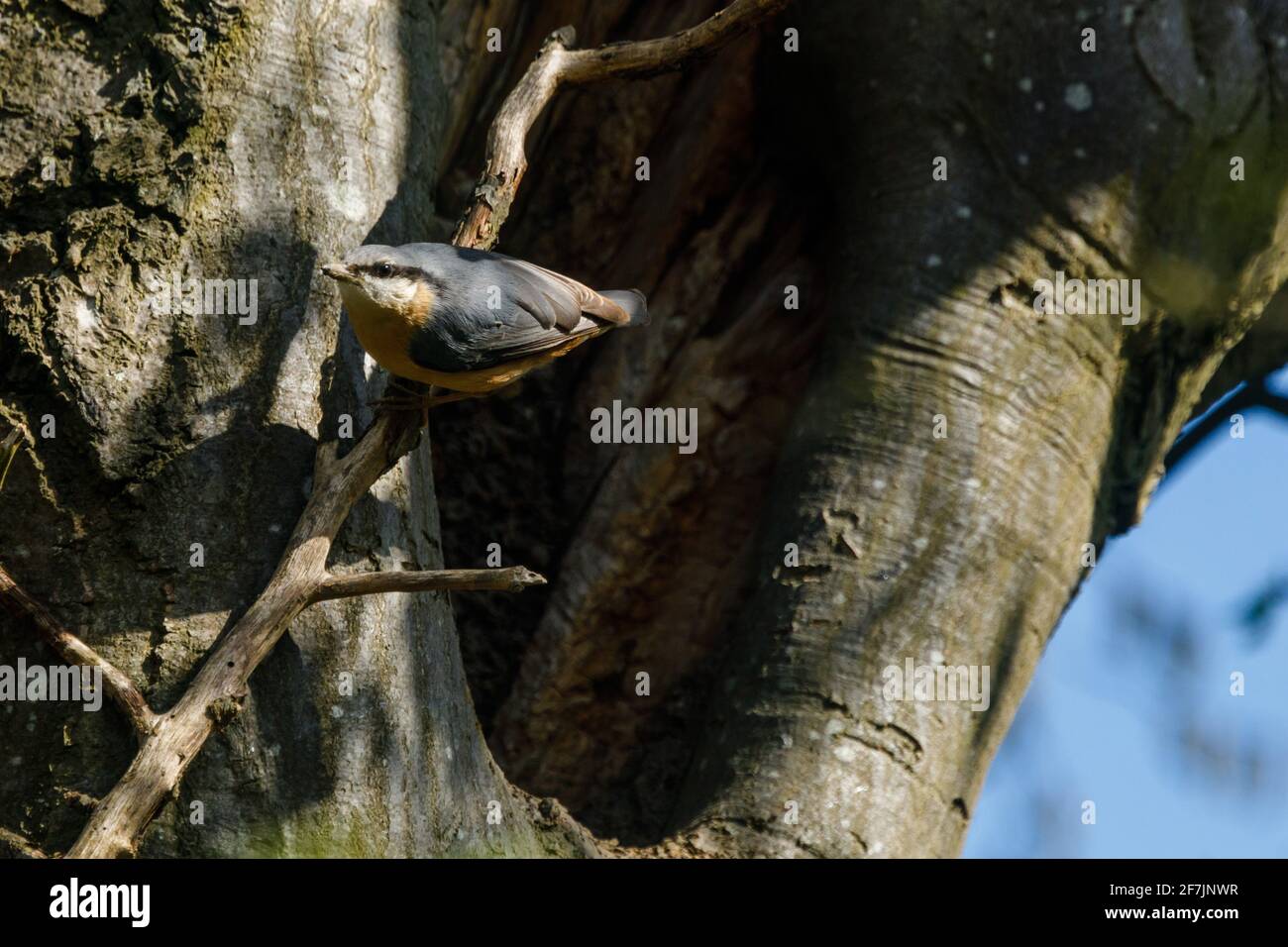 Eurasian nuthatch / wood nuthatch (Sitta europaea) brings food to its ...