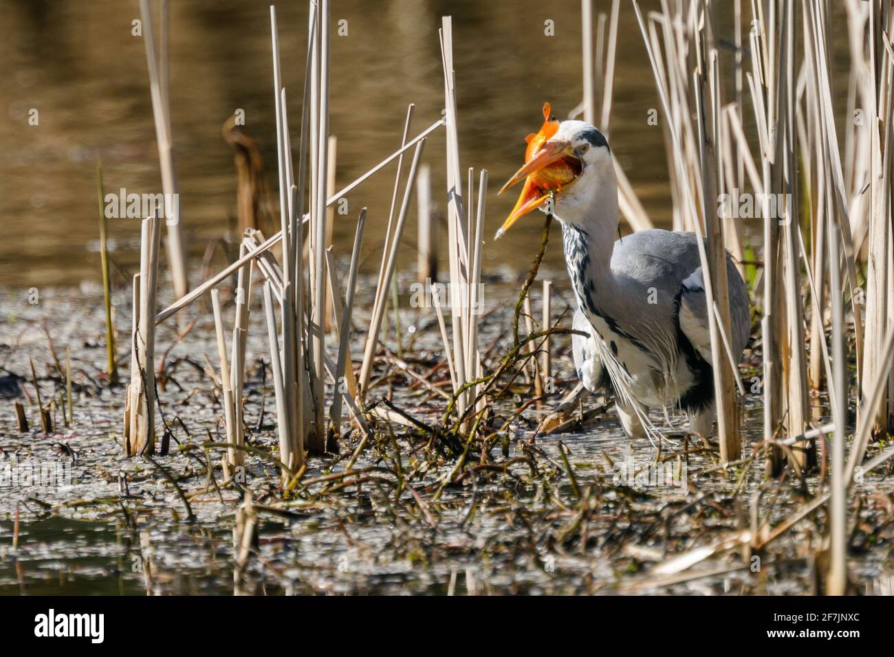 Wembley park barn hill hi-res stock photography and images - Alamy