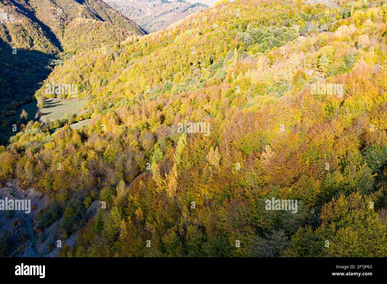 Aerial view of autumn trees. Colorful trees from above Stock Photo - Alamy