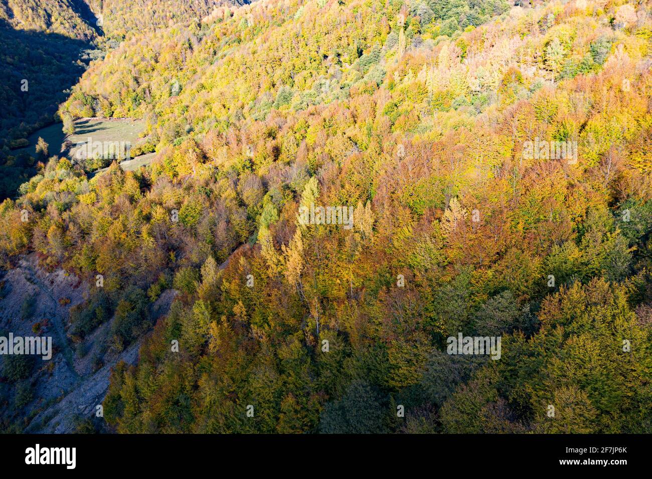 Aerial view of autumn trees. Colorful trees from above Stock Photo - Alamy