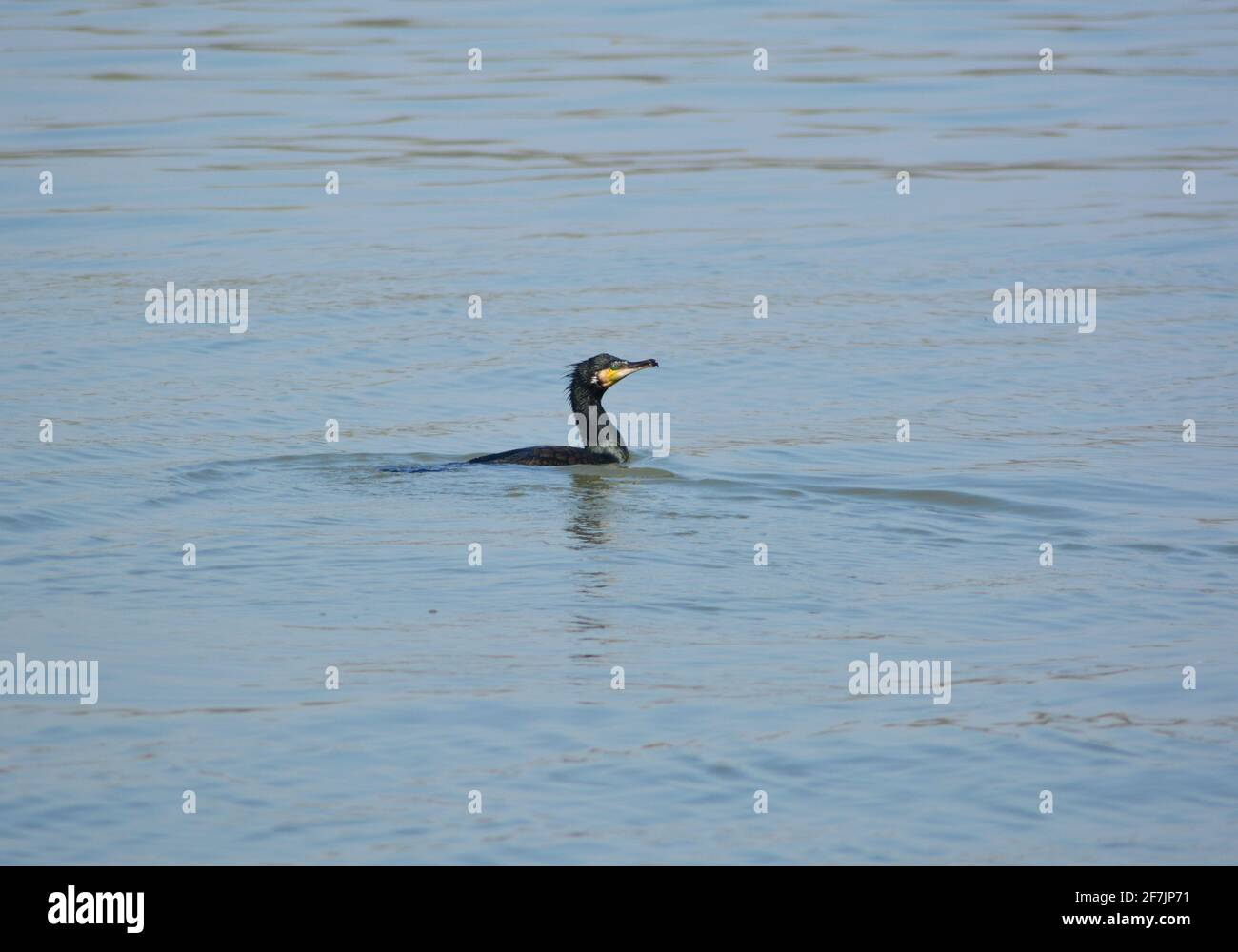 Grebes - diving bird (lat. Podicipediformes) in its common activity on ...