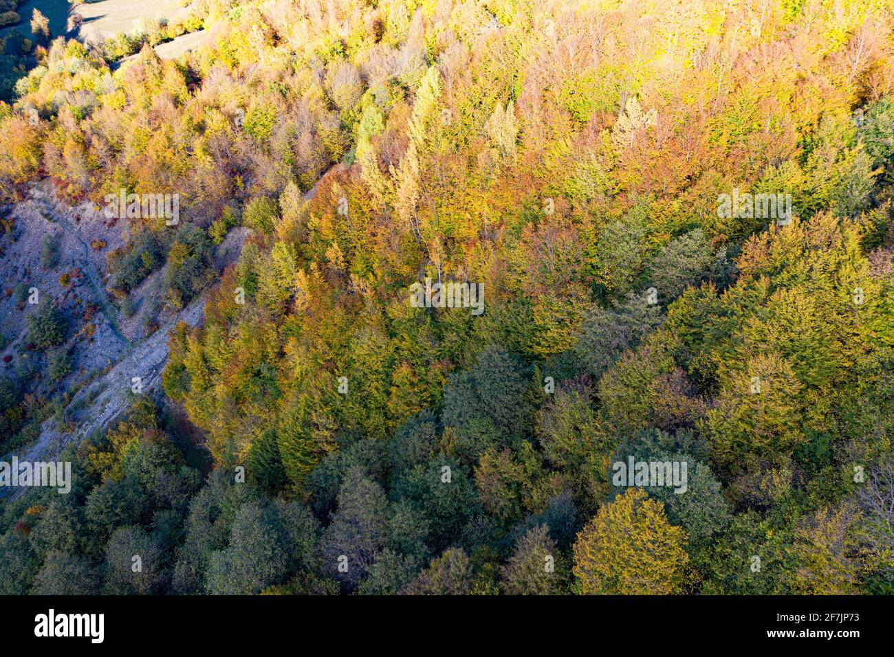 Aerial view of autumn trees. Colorful trees from above Stock Photo - Alamy