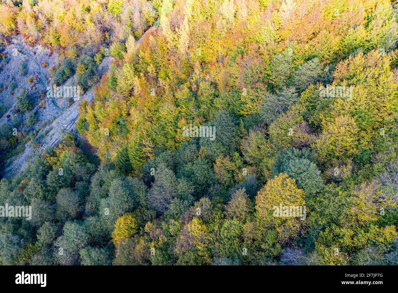 Aerial view of autumn trees. Colorful trees from above Stock Photo - Alamy
