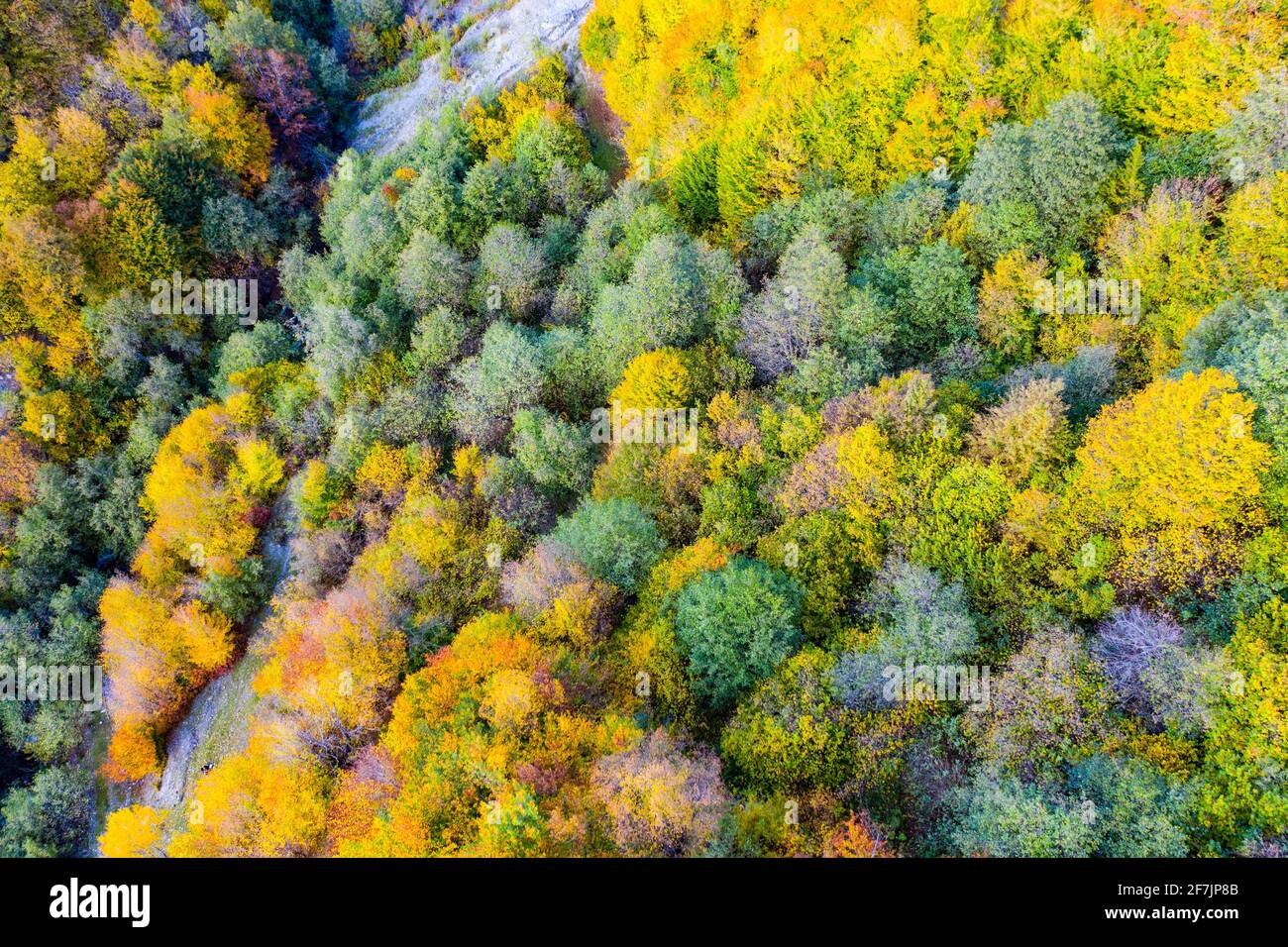 Aerial view of autumn trees. Colorful trees from above Stock Photo - Alamy