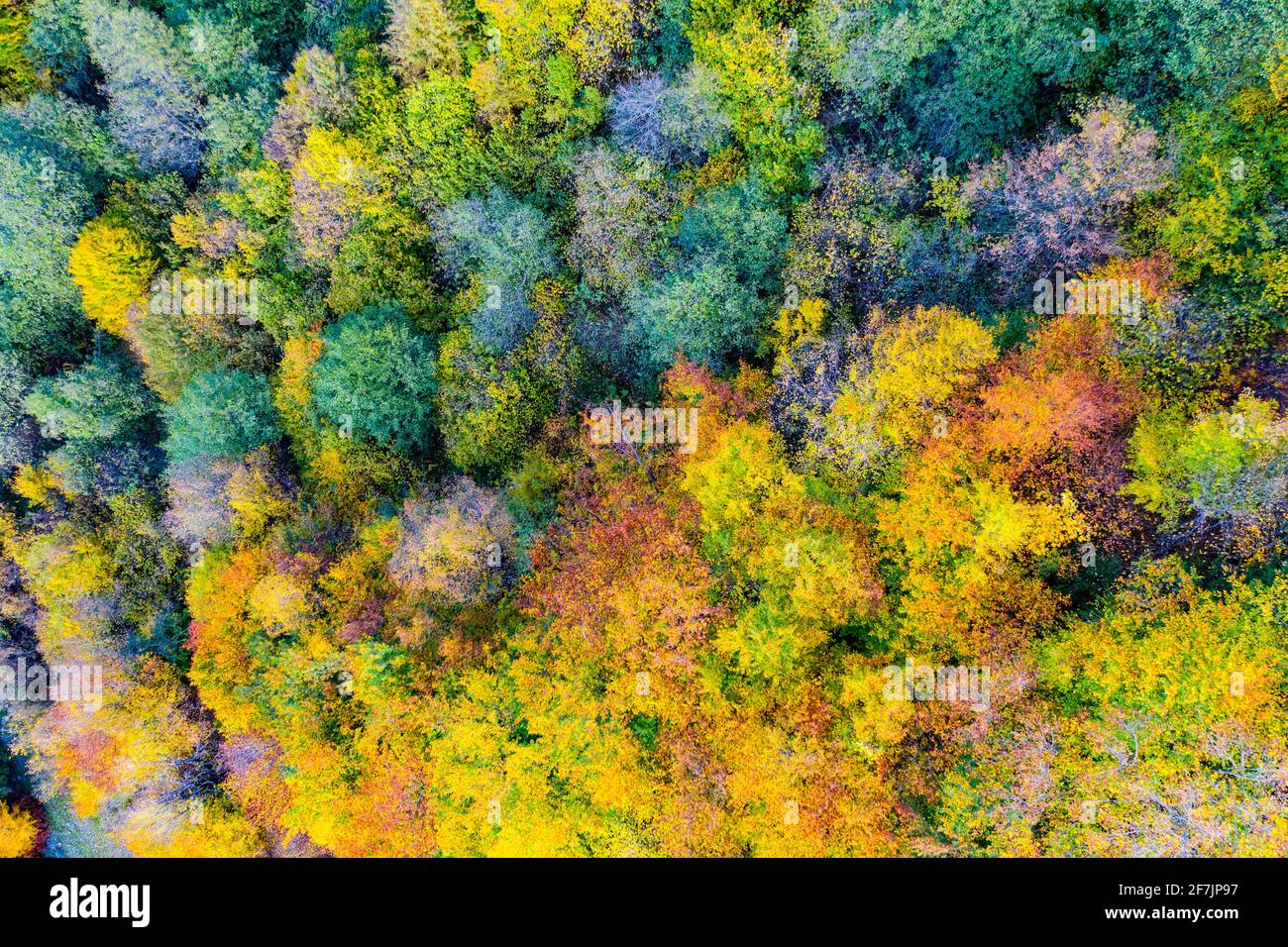Aerial view of autumn trees. Colorful trees from above Stock Photo - Alamy