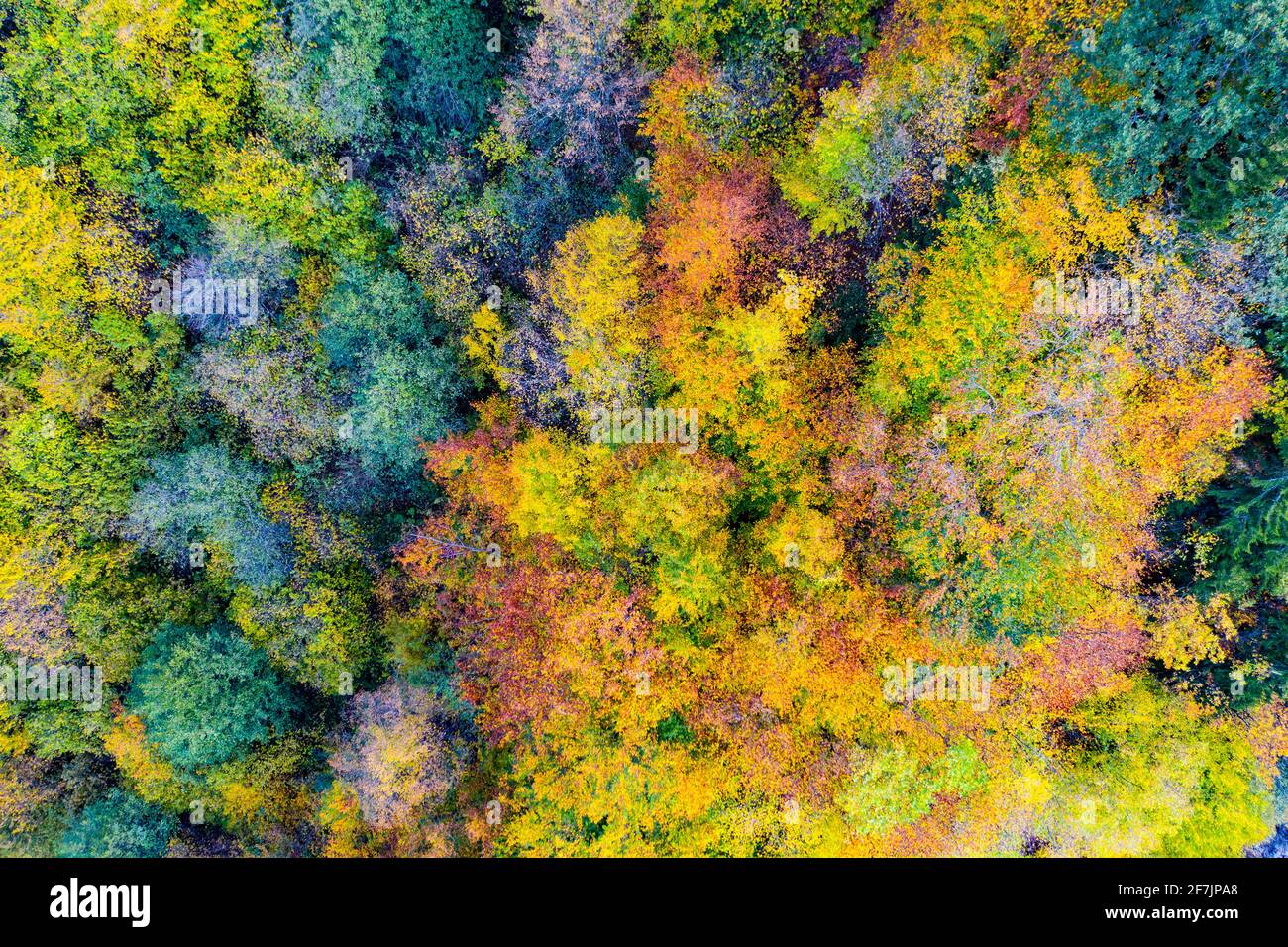 Aerial view of autumn trees. Colorful trees from above Stock Photo - Alamy