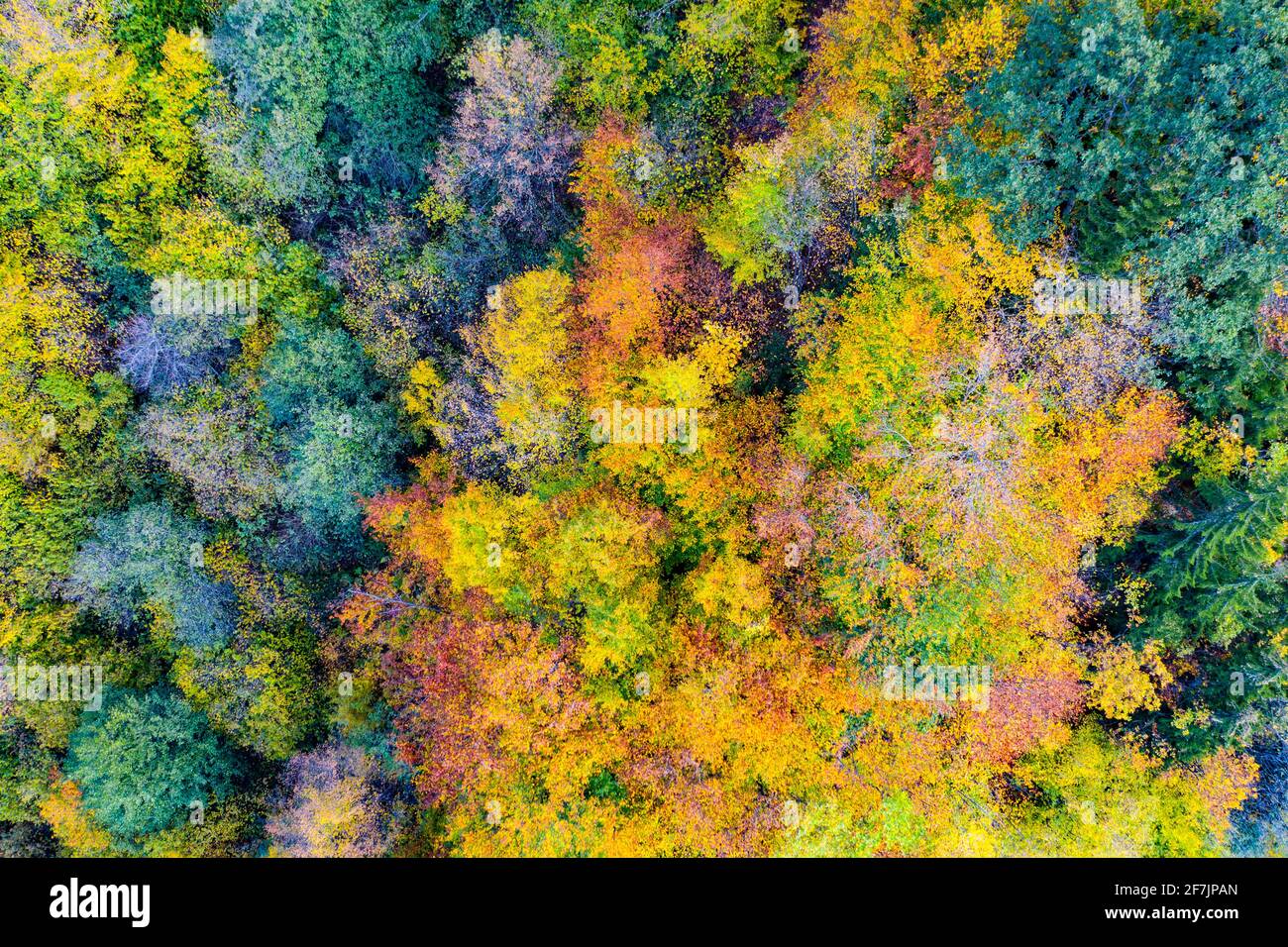 Aerial view of autumn trees. Colorful trees from above Stock Photo - Alamy
