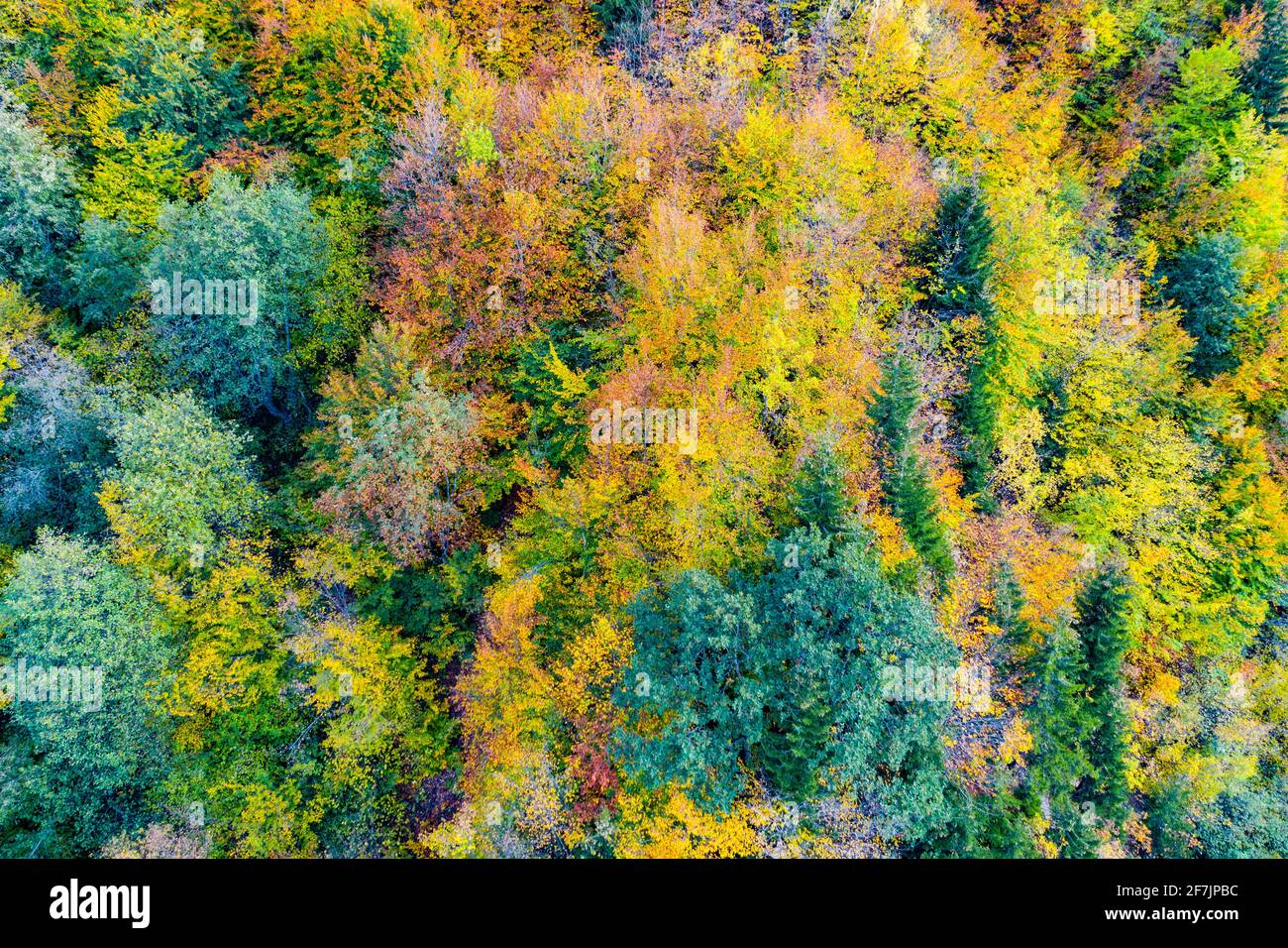 Aerial view of autumn trees. Colorful trees from above Stock Photo - Alamy