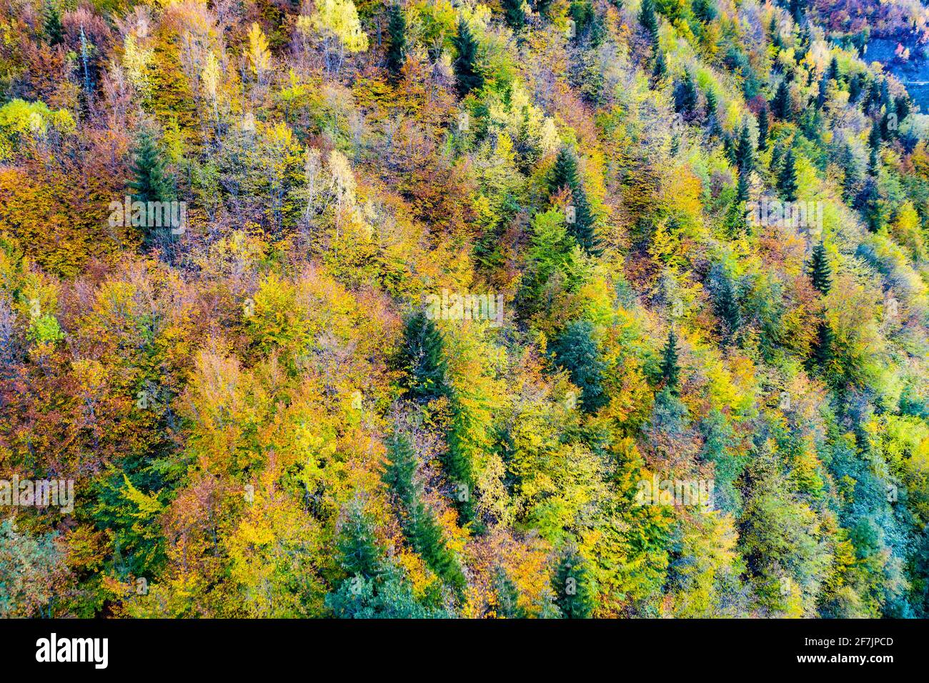 Aerial view of autumn trees. Colorful trees from above Stock Photo - Alamy