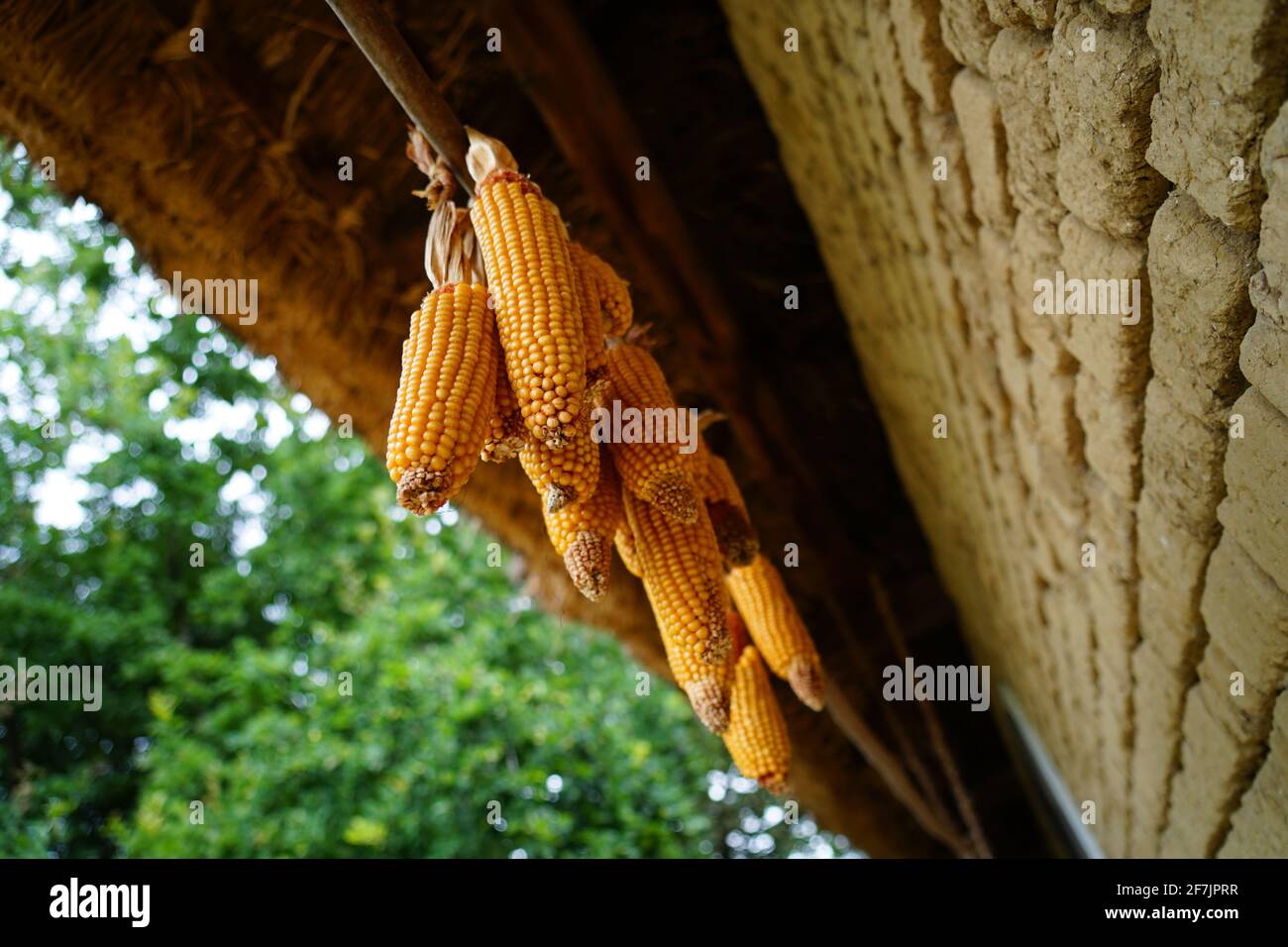 Wild bio corn drying underneath old farmhouse roof Stock Photo - Alamy