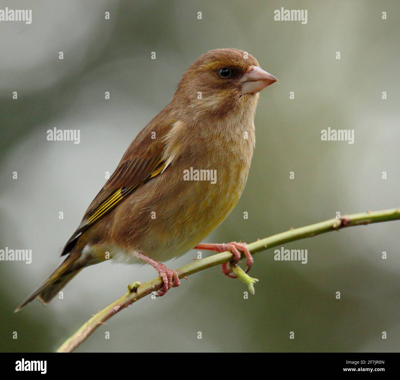 Female finches hi-res stock photography and images - Alamy