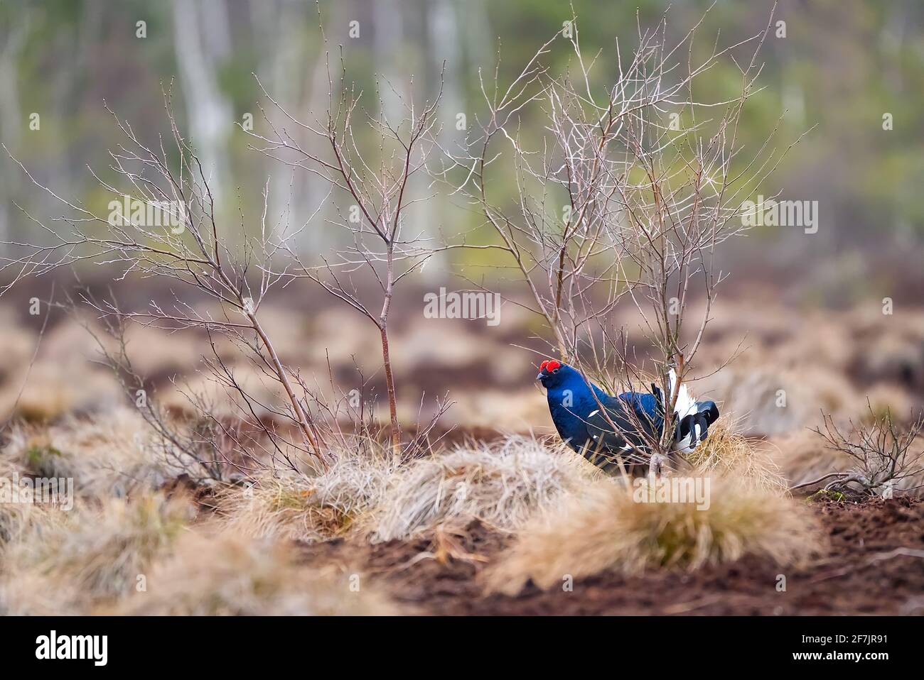 Lekking black grouse on morning swamp. Spring colors of moors with ...