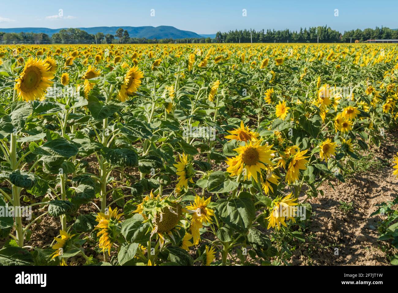 Blooming sunflowers field in France, Europe Union Stock Photo - Alamy