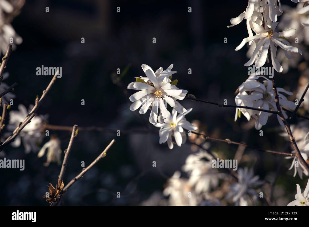 Star magnolia, Starry magnolia, stellata tree in blossom. Tree branch ...