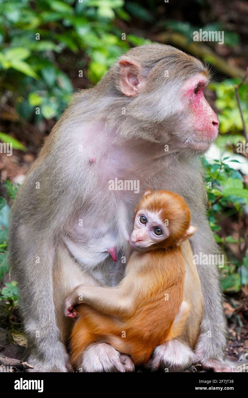 A baby monkey (Macaca mulatta) is protected by its mom in the woods ...