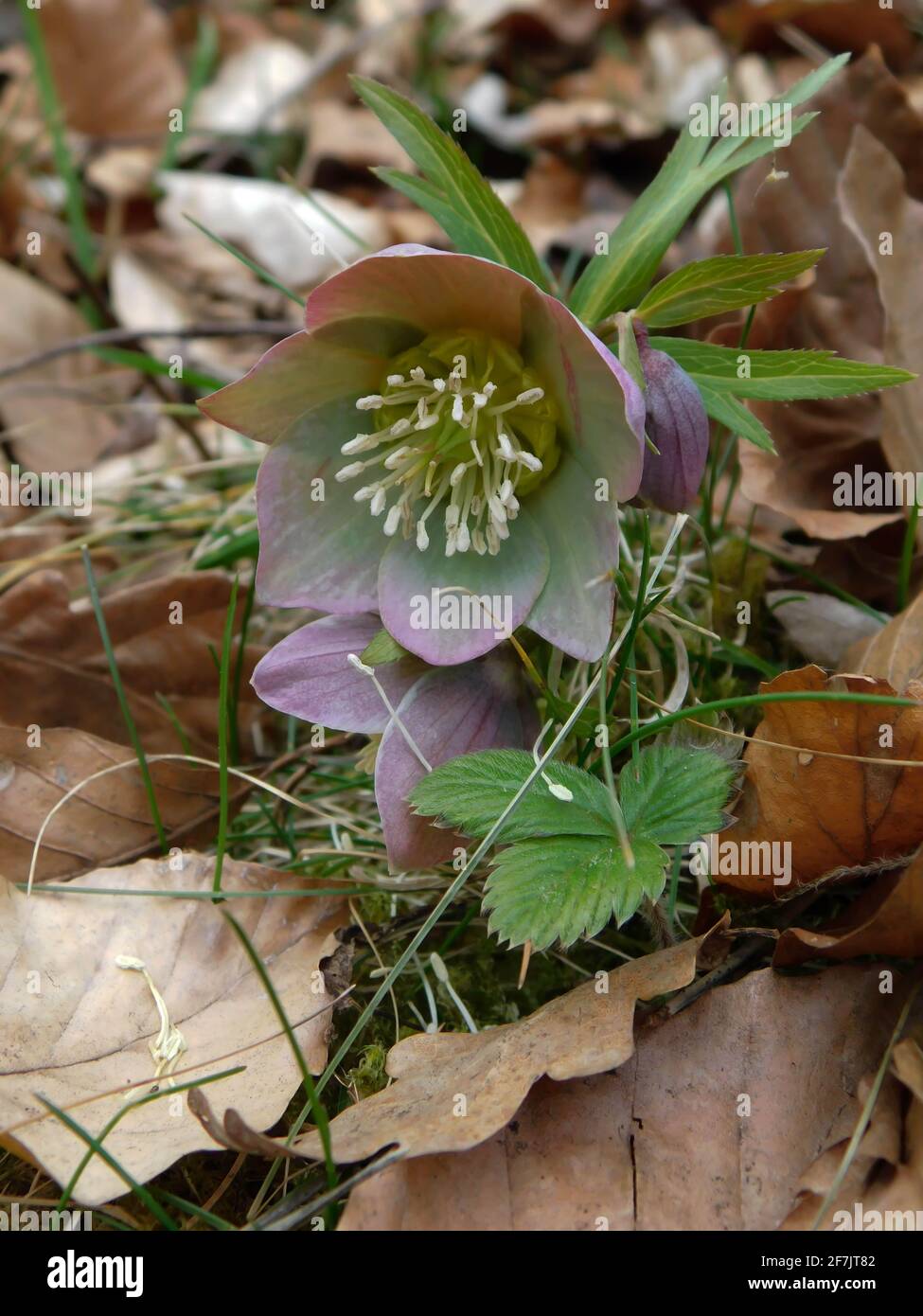 Early spring forest blooms hellebores, Helleborus purpurascens. Purple ...