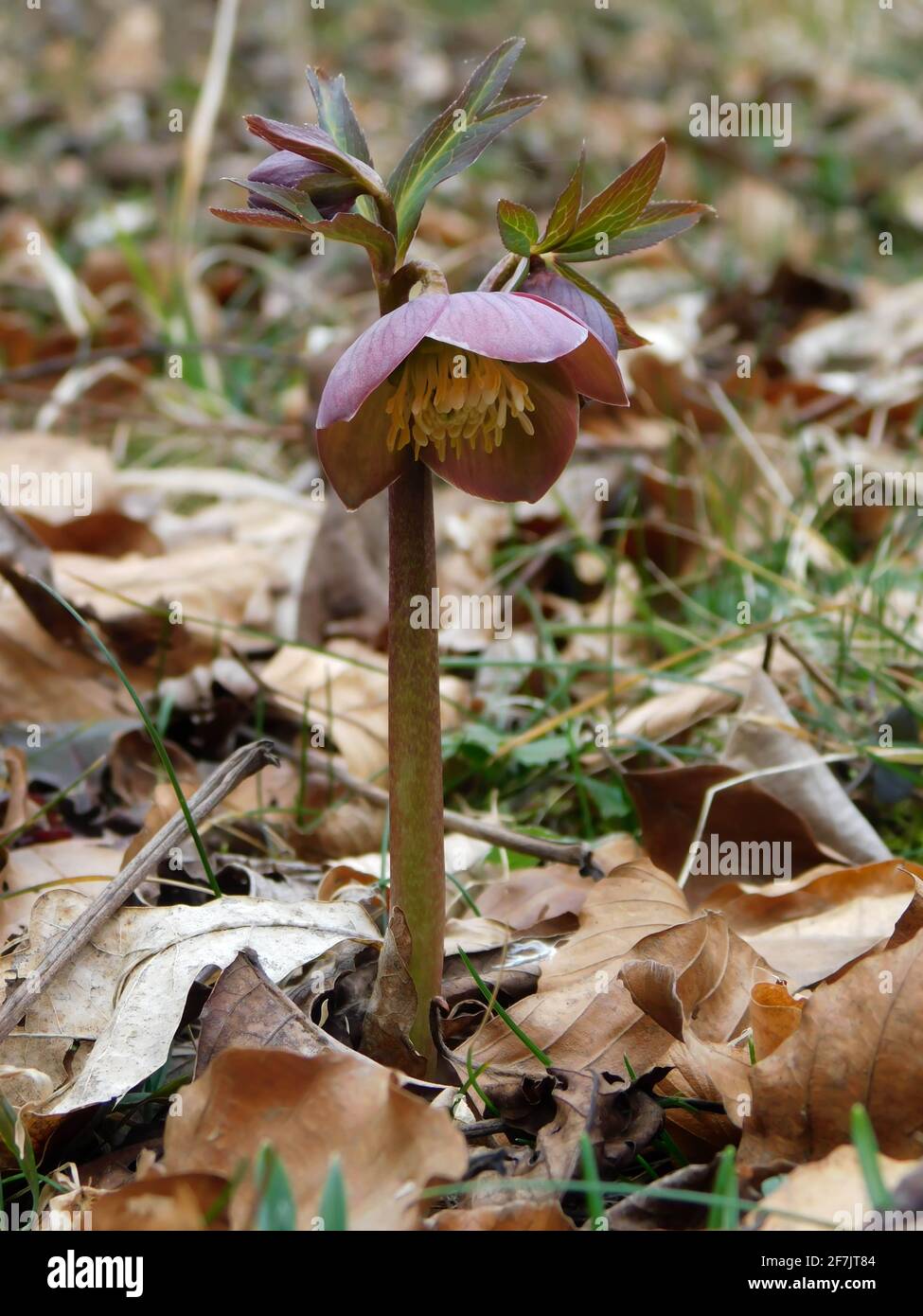 Early spring forest blooms hellebores, Helleborus purpurascens. Purple ...