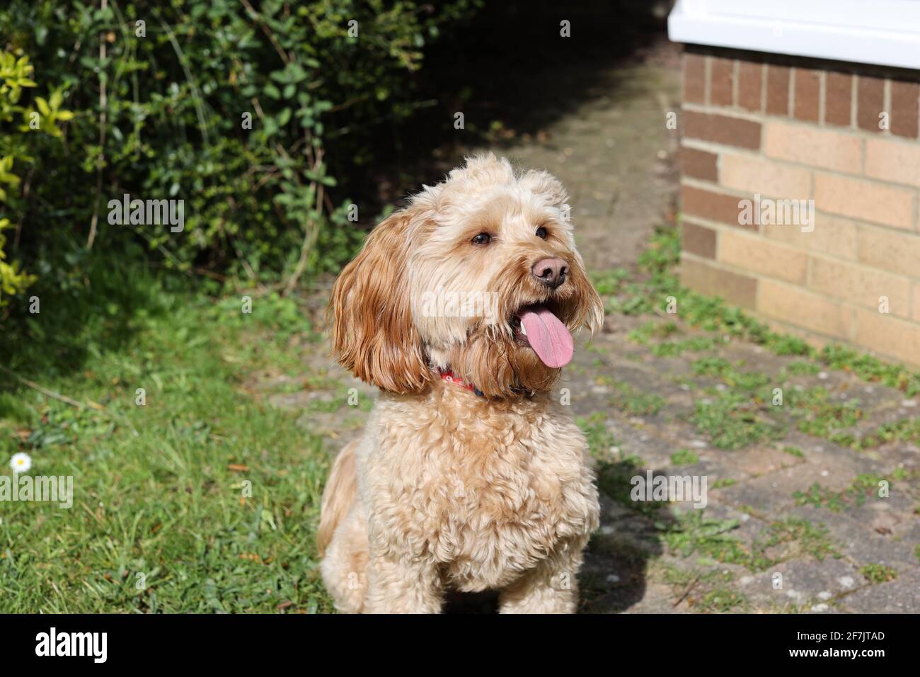 A cute cockapoo standing to attention on an autumn day Stock Photo - Alamy