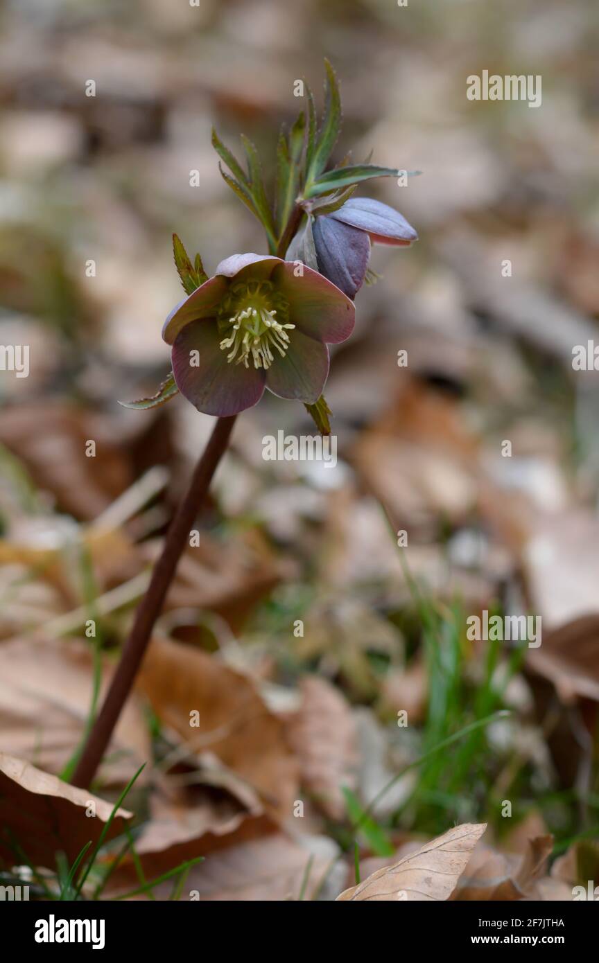 Early spring forest blooms hellebores, Helleborus purpurascens. Purple ...