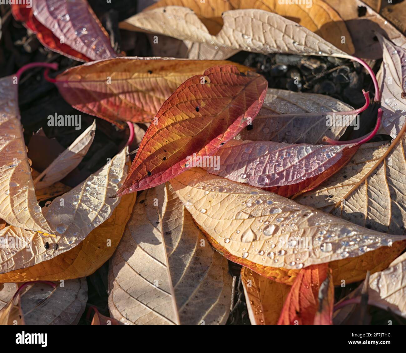 BACKGROUND TEXTURE - Dogwood leaves on the ground in the autumn Stock ...