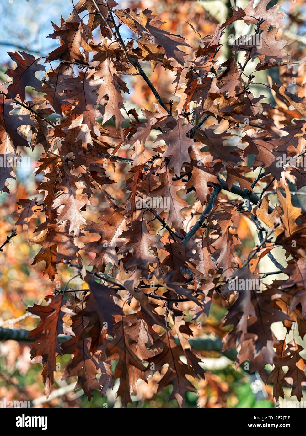 Quercus Rubra Winter