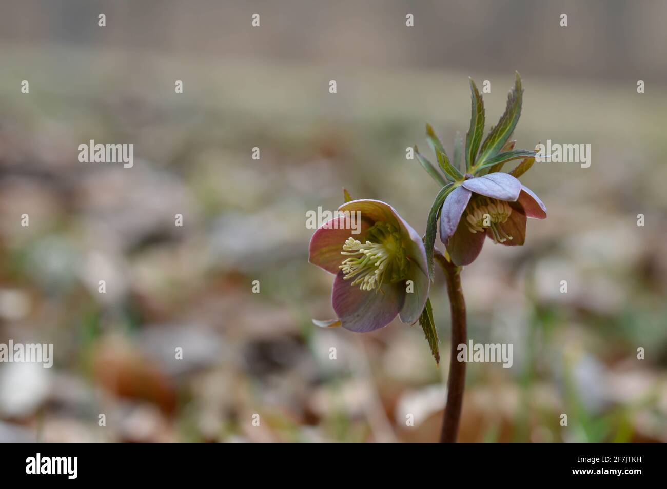 Early spring forest blooms hellebores, Helleborus purpurascens. Purple ...