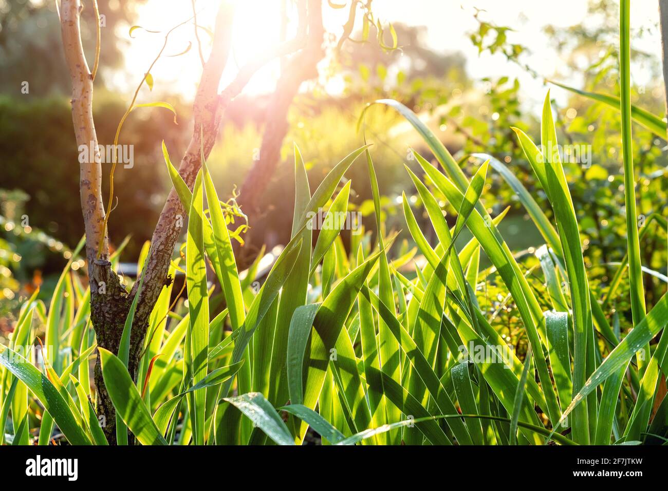 Scenic low angle view of iris flower leaves and Salix matsudana tree in ...