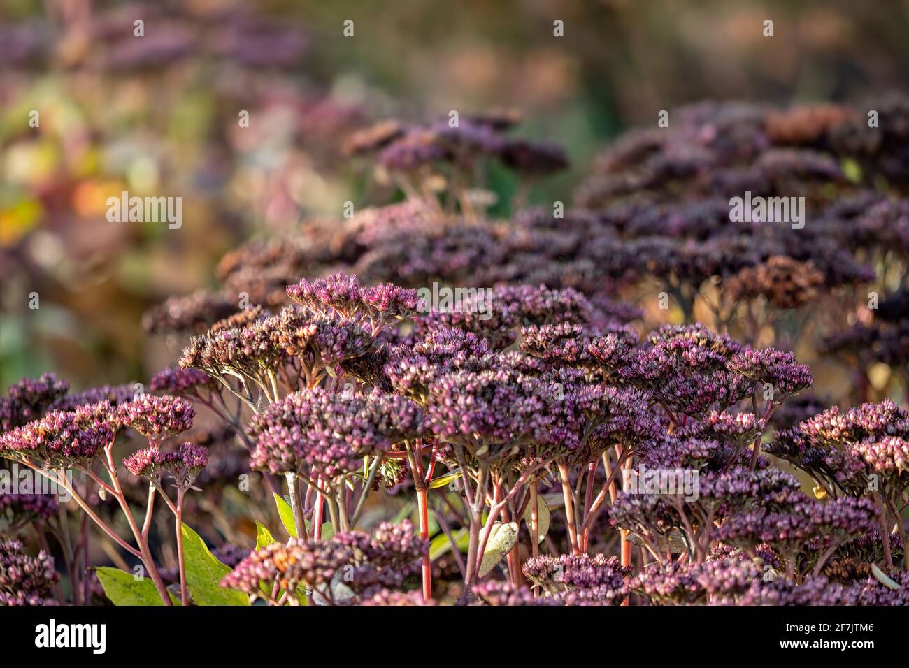 Dead flower heads of stonecrop 'Matrona', Hylotelephium 'Matrona', in ...